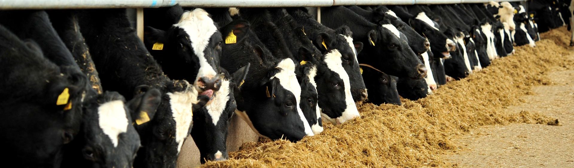 Dry cow mineral provision – the true cost - GAIN Agri