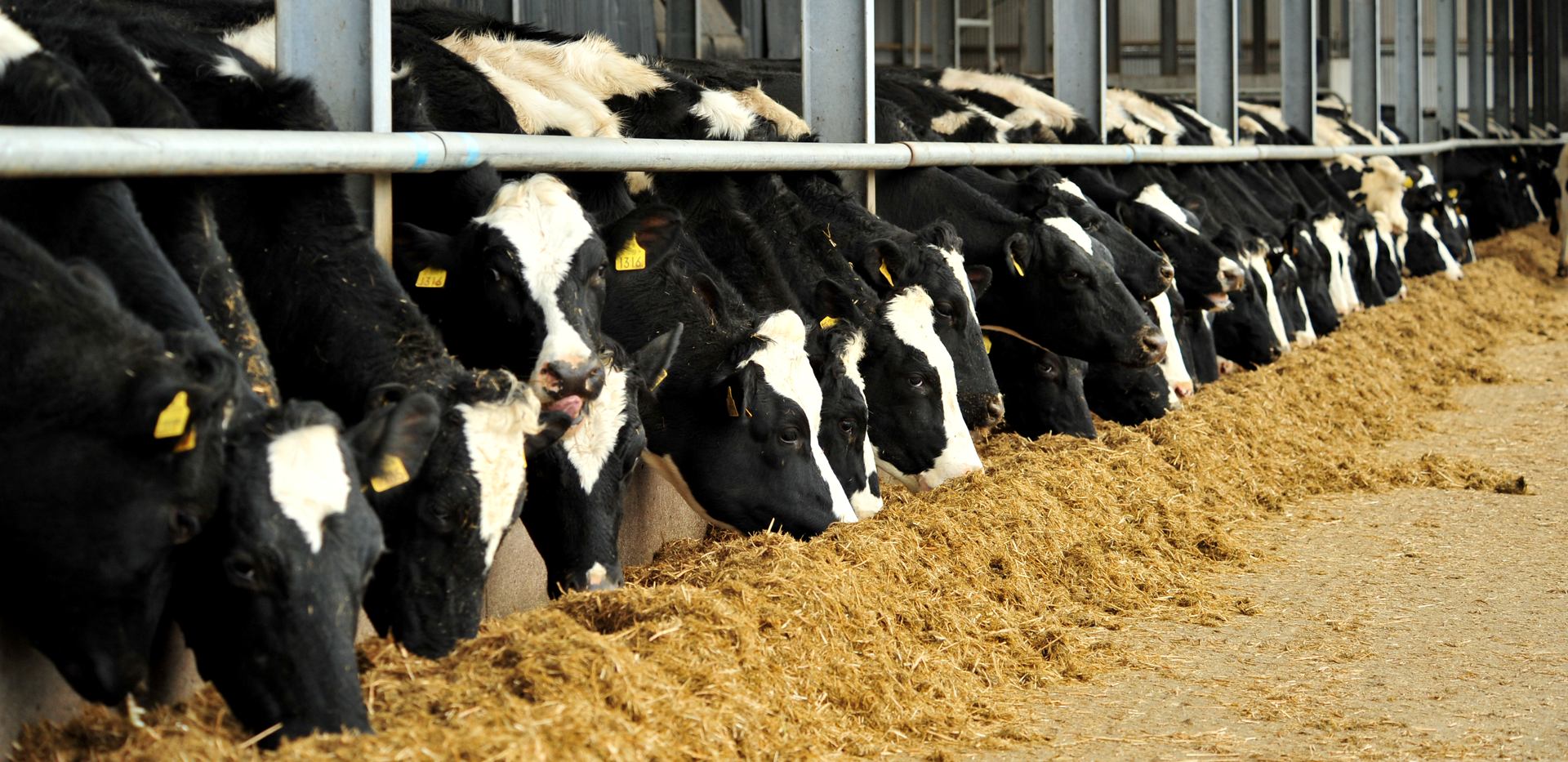 Dry cow mineral provision – the true cost - GAIN Agri