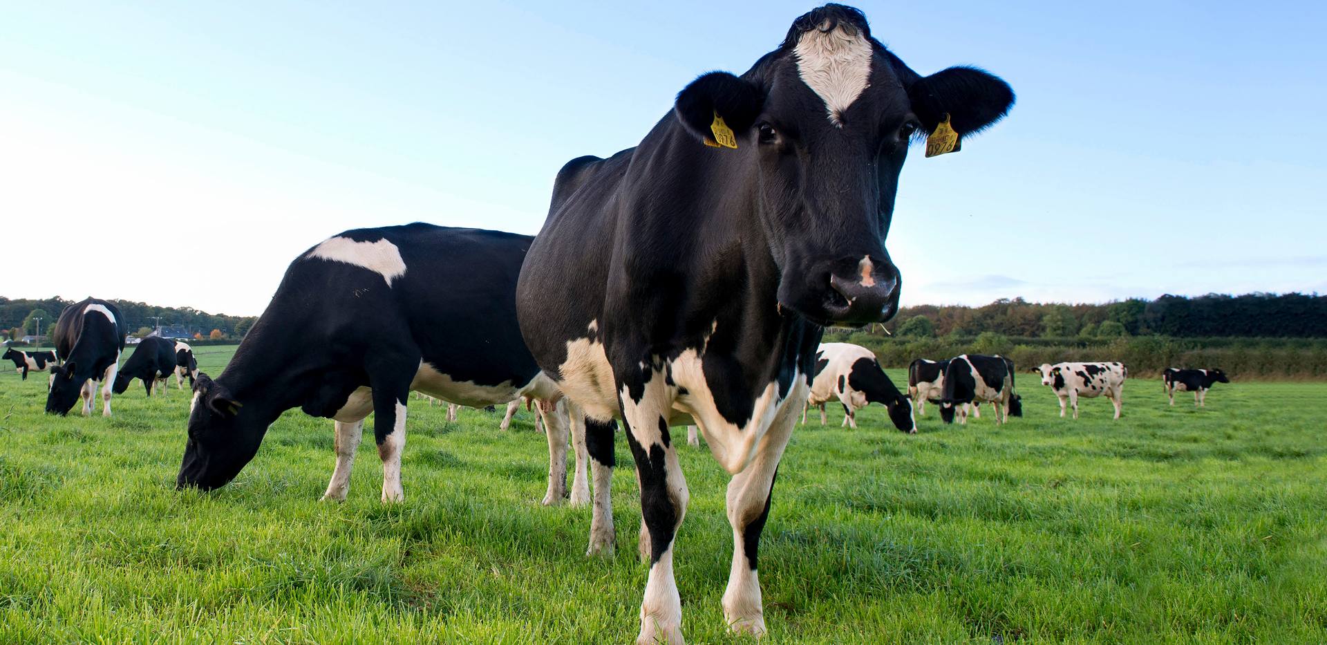 Preparation for the breeding season - GAIN Agri
