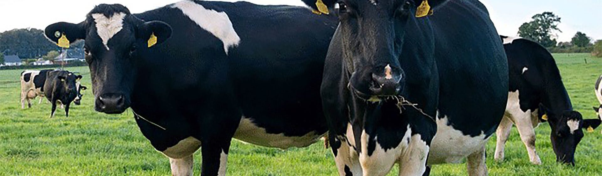 Feeding the dairy cow post-calving - GAIN Agri