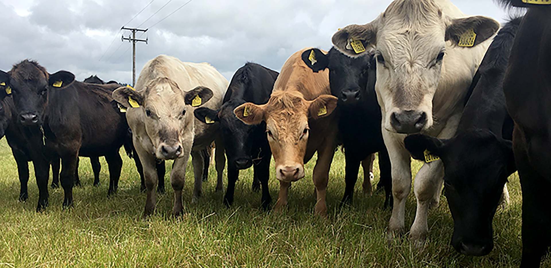 Finishing beef cattle at grass - GAIN Agri Finishing beef cattle at grass - GAIN Agri