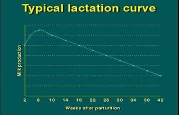 Optimizing milk output with mid lactation nutrition - GAIN Agri