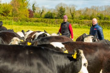 Super Beef Nuts 25kg/Bulk - GAIN Agri