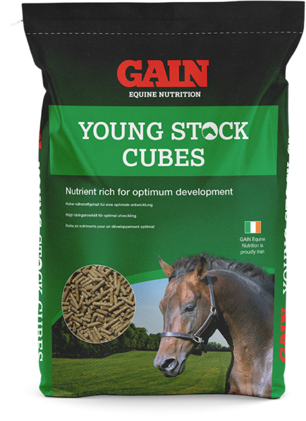 Stud Horse Feed – Breeding & Youngstock | GAIN Equine Nutrition