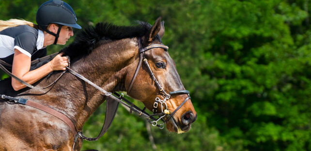 EGUS - Equine Gastric Ulcers Syndrome - GAIN Equine