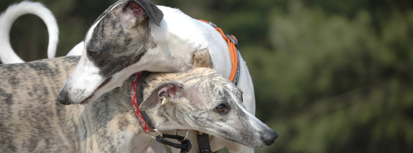 How Much Should I Feed My Greyhound