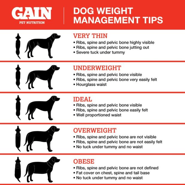 Managing your dog’s weight - GAIN Pet