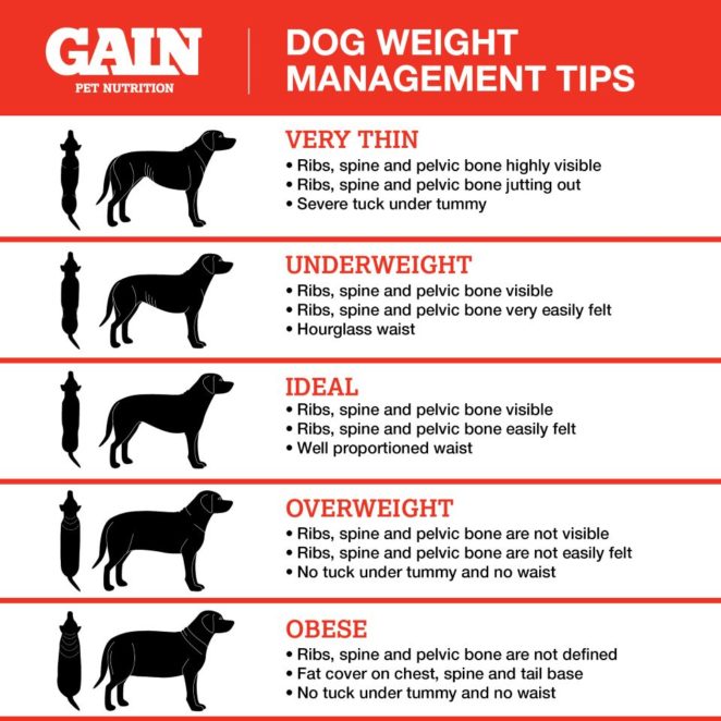 Managing your dog’s weight - GAIN Pet