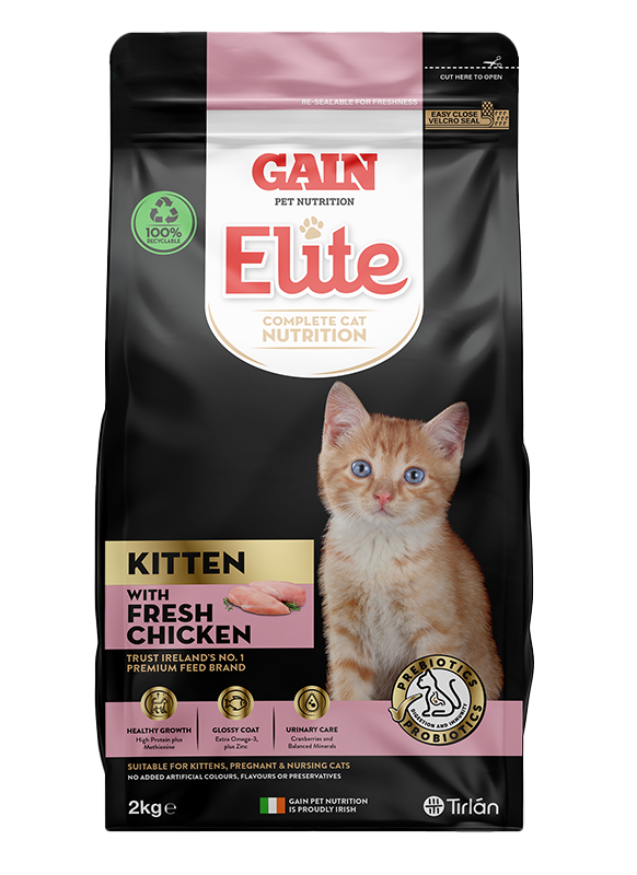 Kitten - GAIN Pet