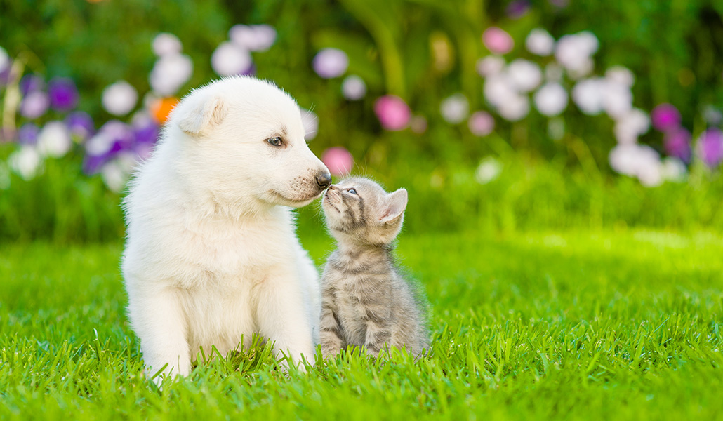 Puppy Tips & Tricks For Your The Garden - GAIN Pet